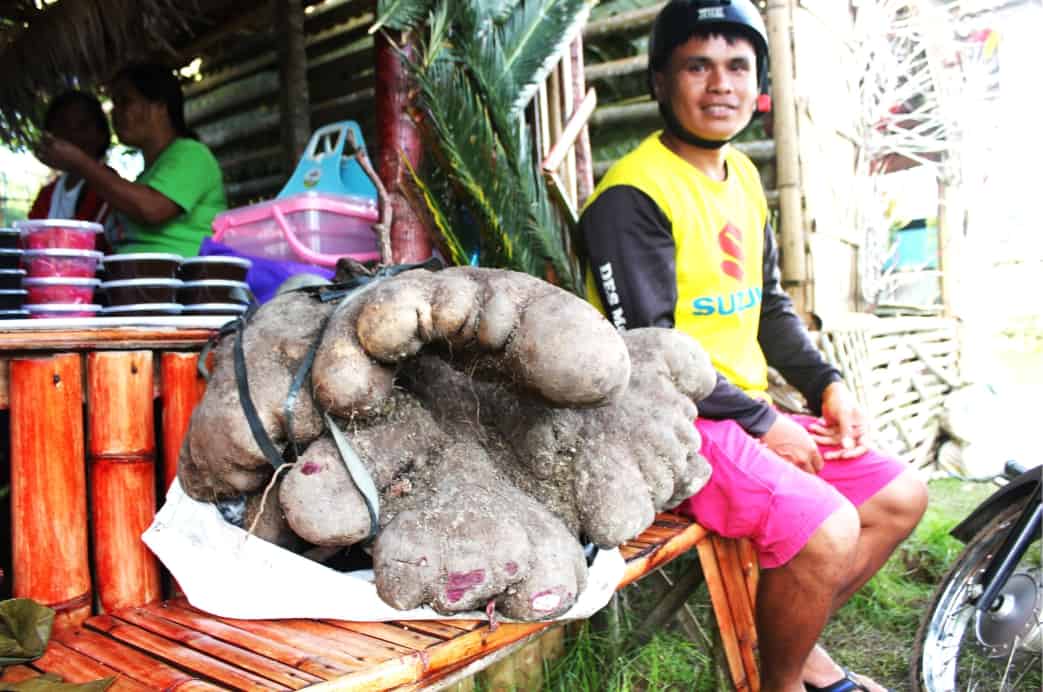 Ubi Festival opens Thursday - Philippine Daily Post