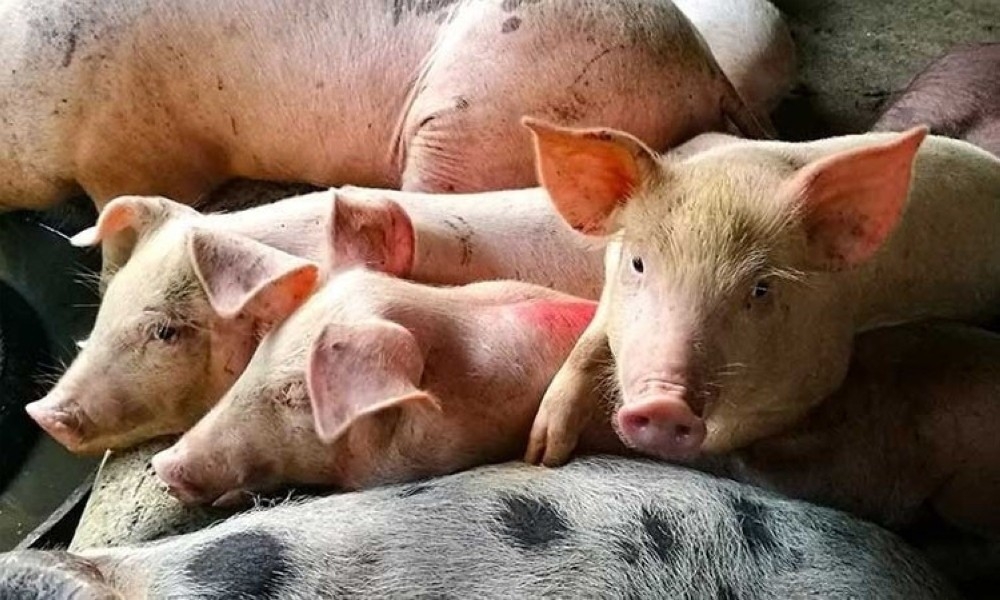 11 Carcar barangays have ASF; Capitol, Cebu impose ban on pigs ...