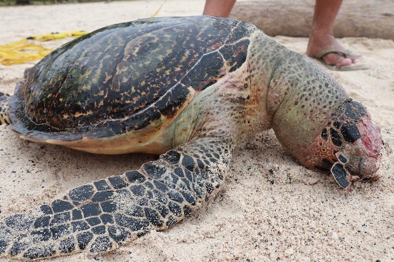 Hawksbill turtle found dead in Mati City - Philippine Daily Post