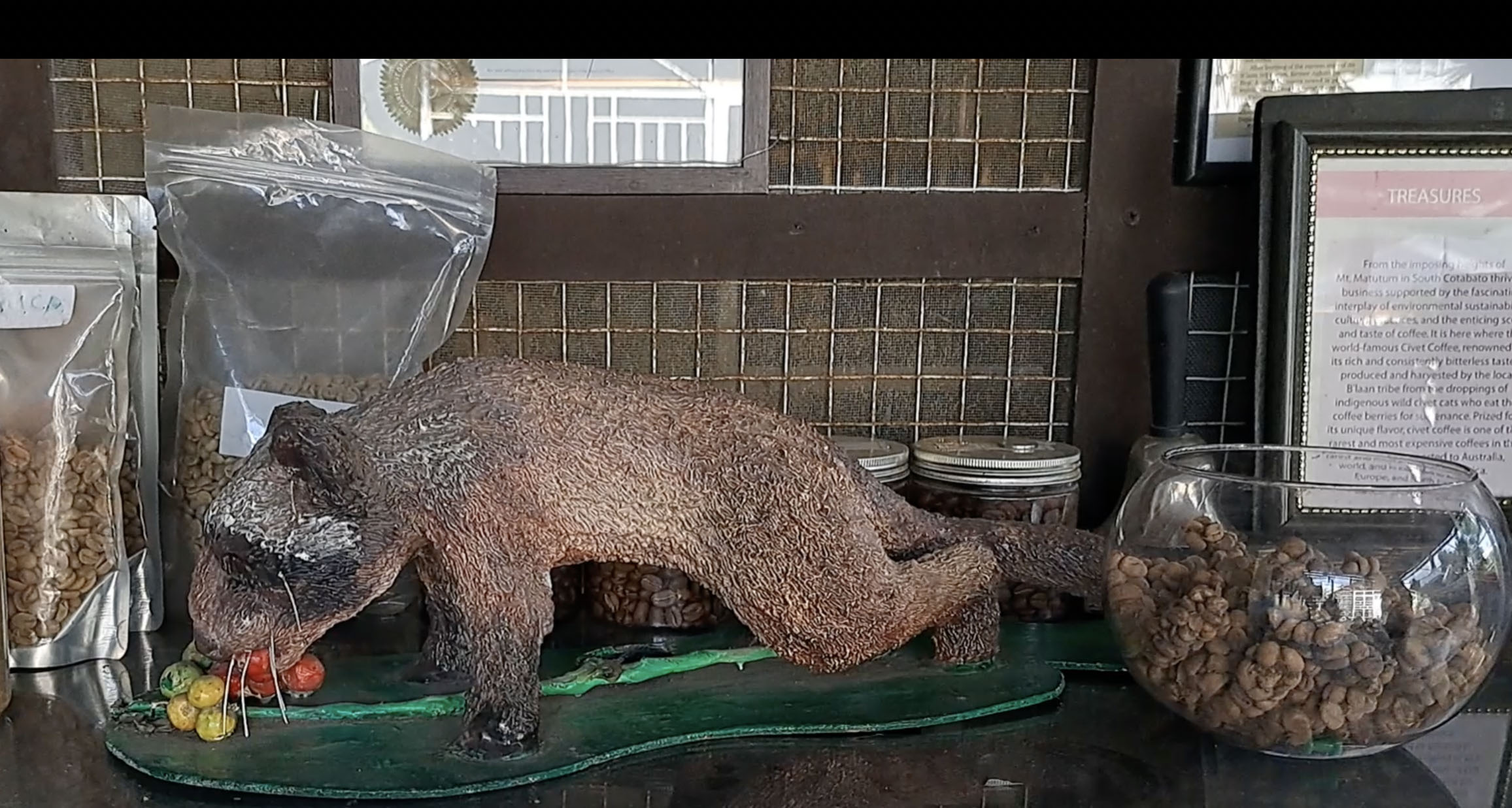 Civet poop coffee boosts livelihood, conservation in South Cotabato’s ...