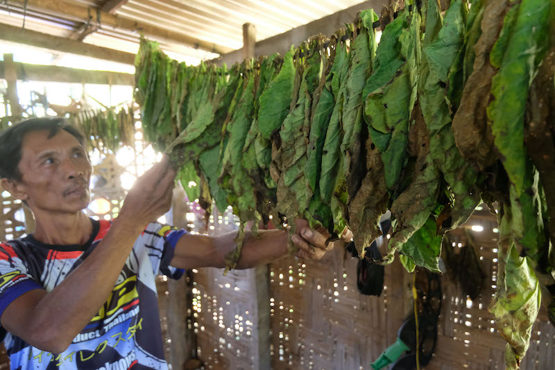 FEATURE: Unknown to many, tobacco farming thrives in Sarangani ...