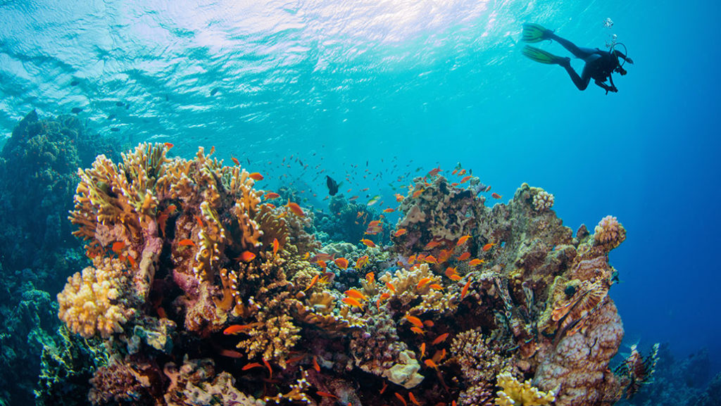 LGUs say intervention needed for Danajon Double Barrier Reef ...