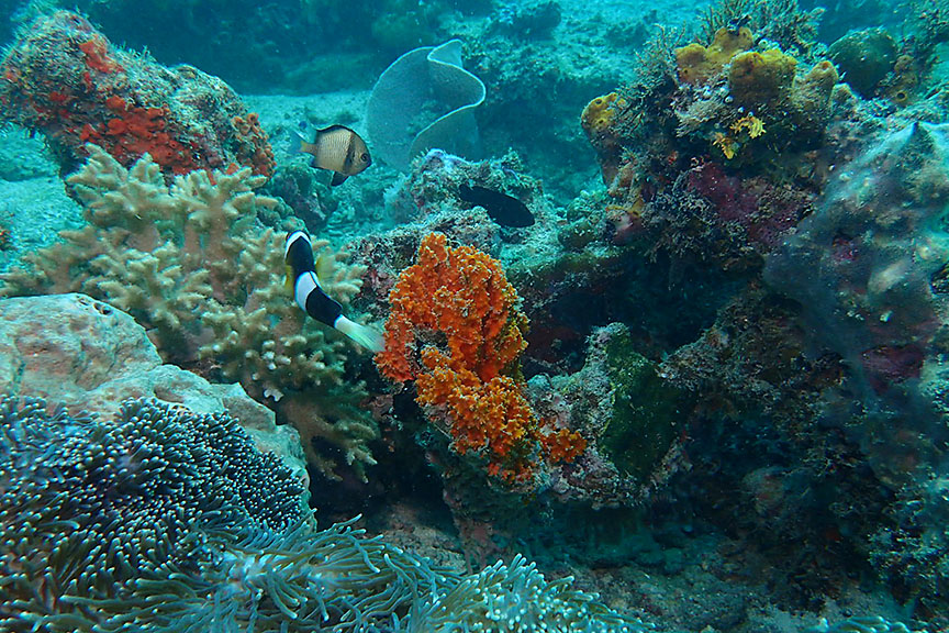 Wharf threatens coral reef in Samal, says biologist - Philippine Daily Post