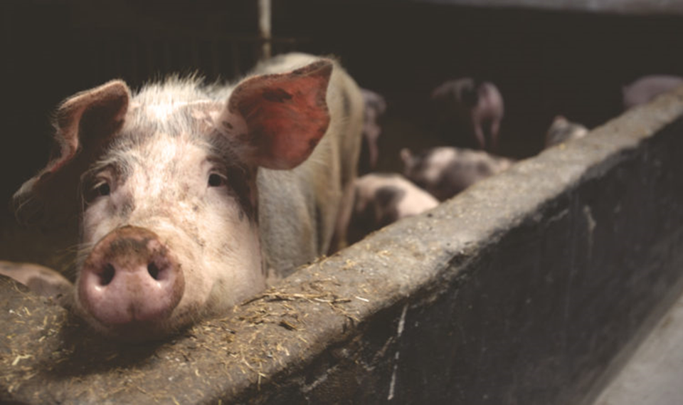 Charges filed vs ASF violators in Bohol - Philippine Daily Post