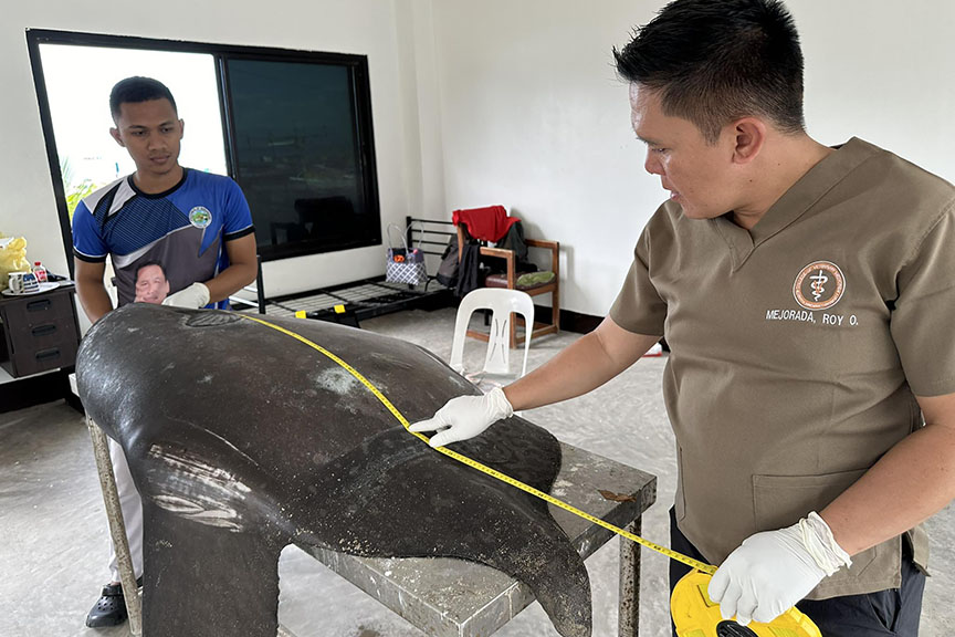 Huge sharptail mola dies, to be displayed in Sarangani province ...