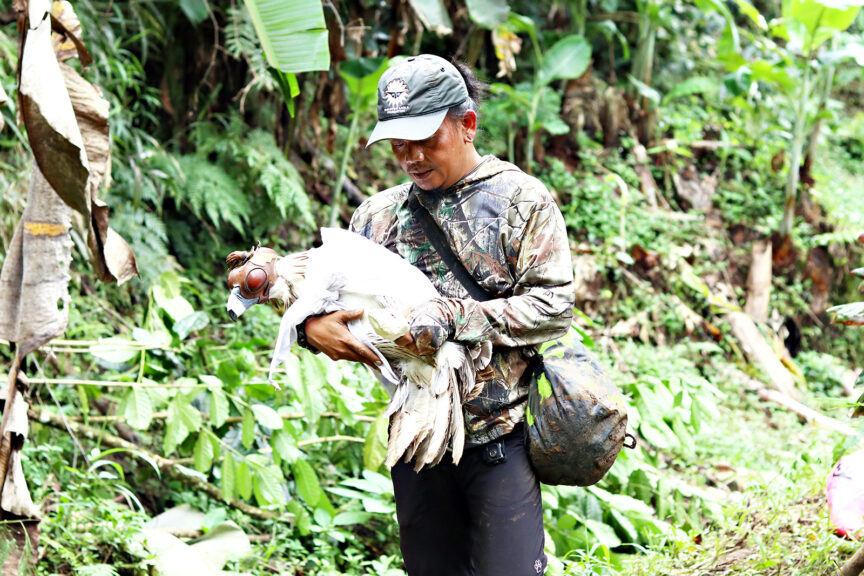 Philippine Eagle with blind right eye rescued in Davao - Philippine Daily Post