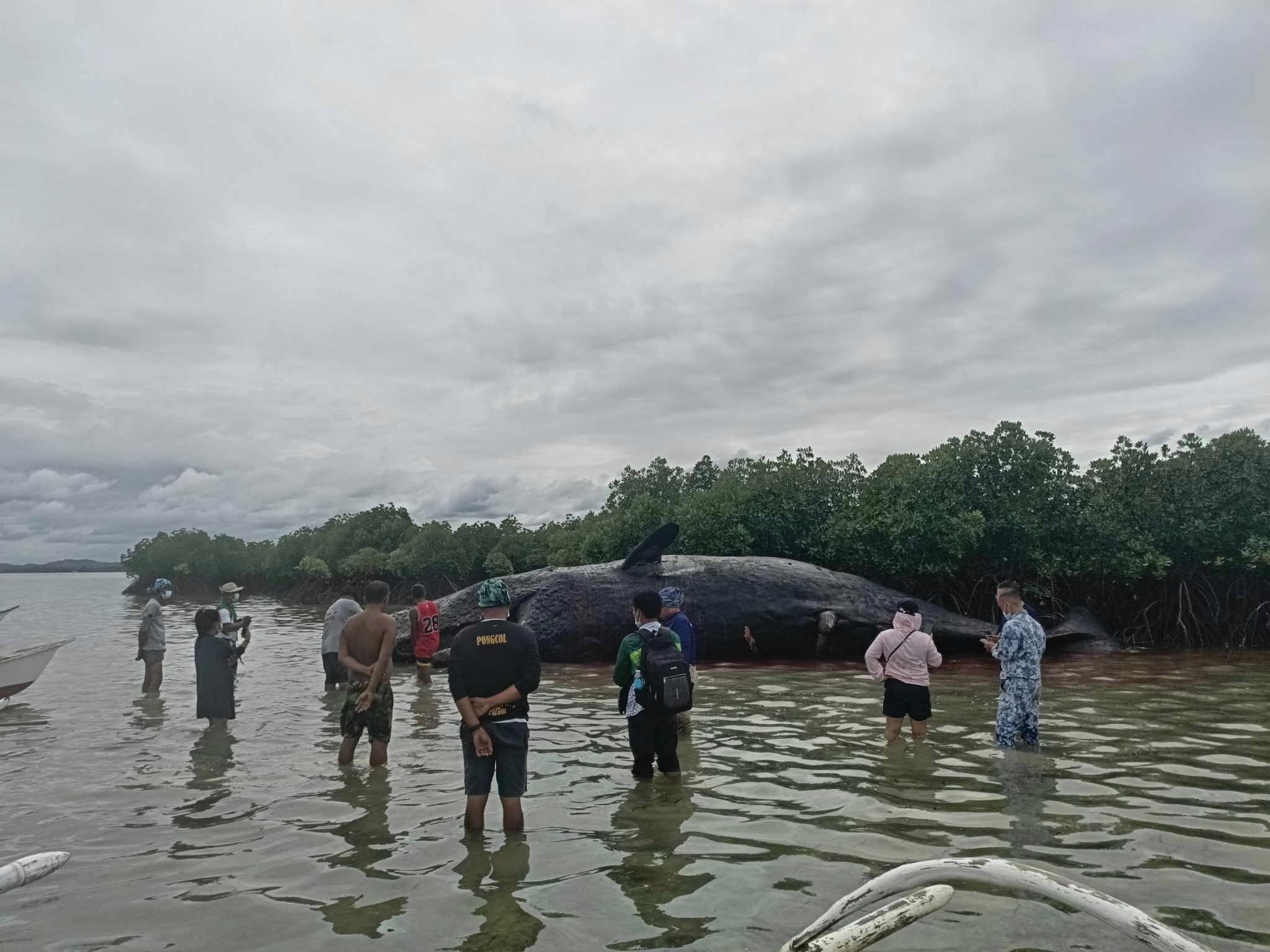 BFAR warns Bohol residents to avoid contact with dead sperm whale ...