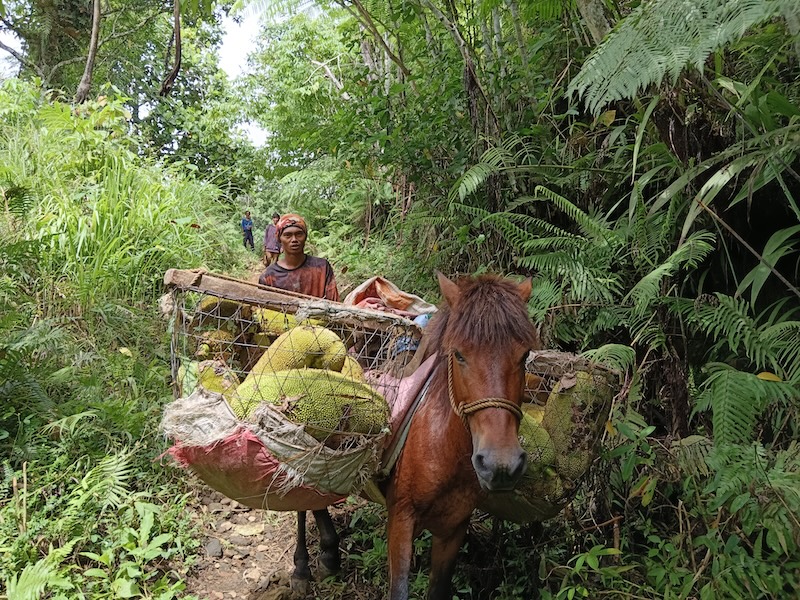 Rhino Harvest - Philippine Daily Post