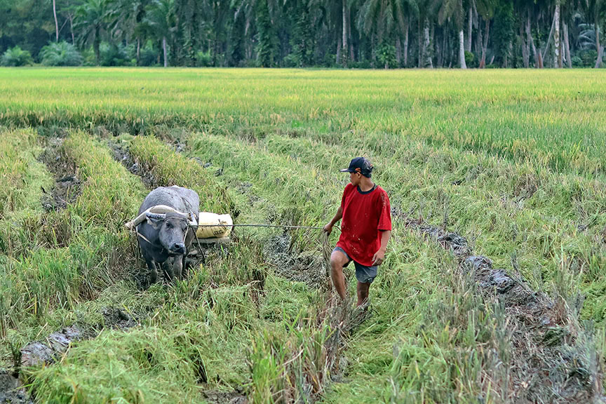 Schistosomiasis: A Persistent Public Health Crisis in Agusan del Sur ...