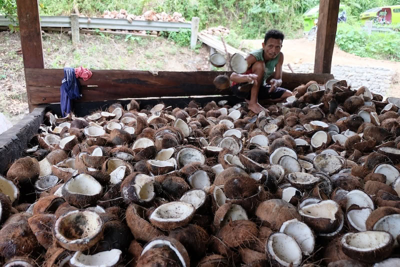 Mindanao's Leading Agricultural Export: Coconut - Philippine Daily Post