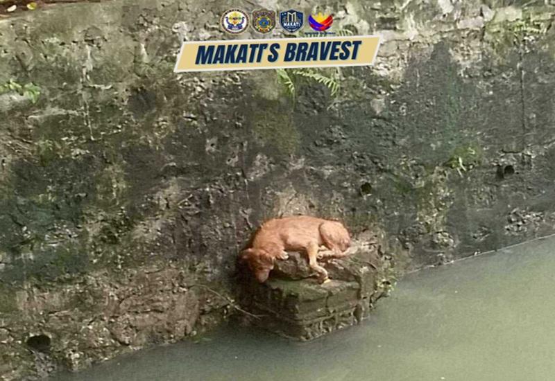 Makati firefighters rescue stranded dog - Philippine Daily Post