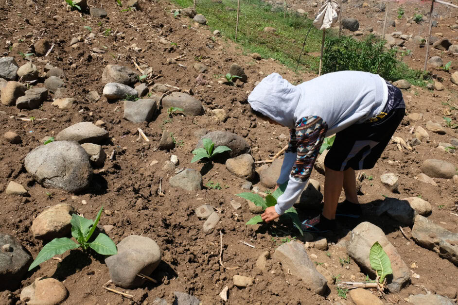 Mindanao Sees Surge in Tobacco Production as Farmers Capitalize on ...