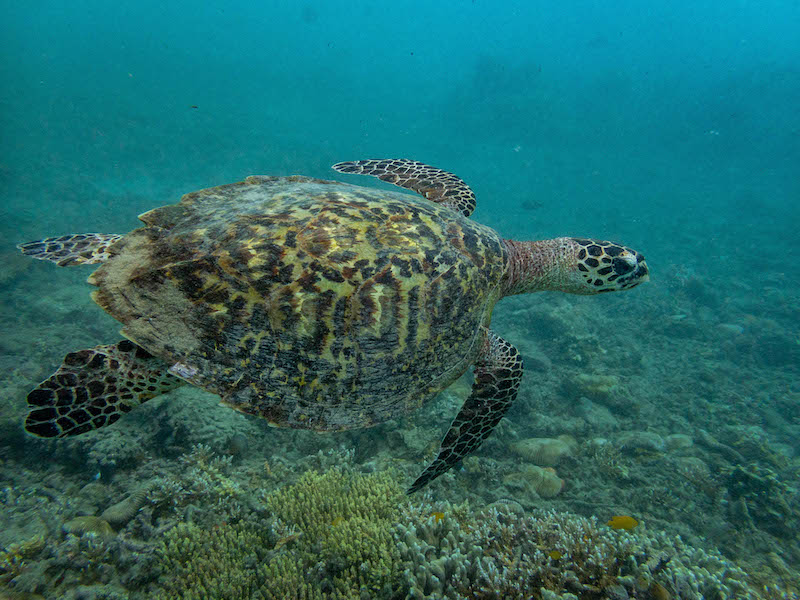 Pawikan Death in Sarangani Highlights Environmental and Health Risks ...