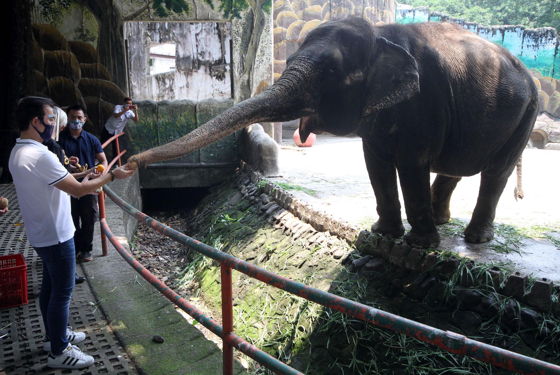 Mali the elephant's taxidermy specimen to be moved to National Museum ...