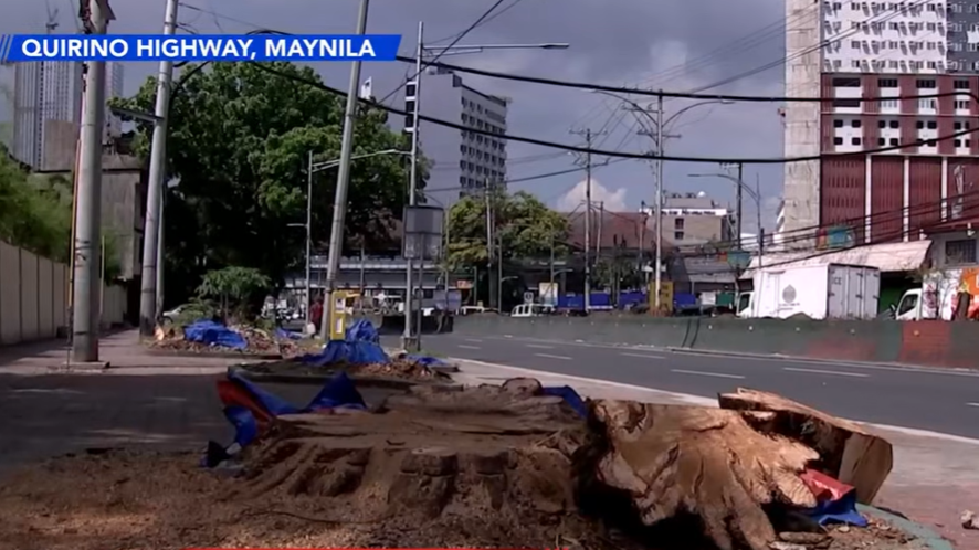 Manila folk sad over 200 trees felled along Quirino Highway for ...
